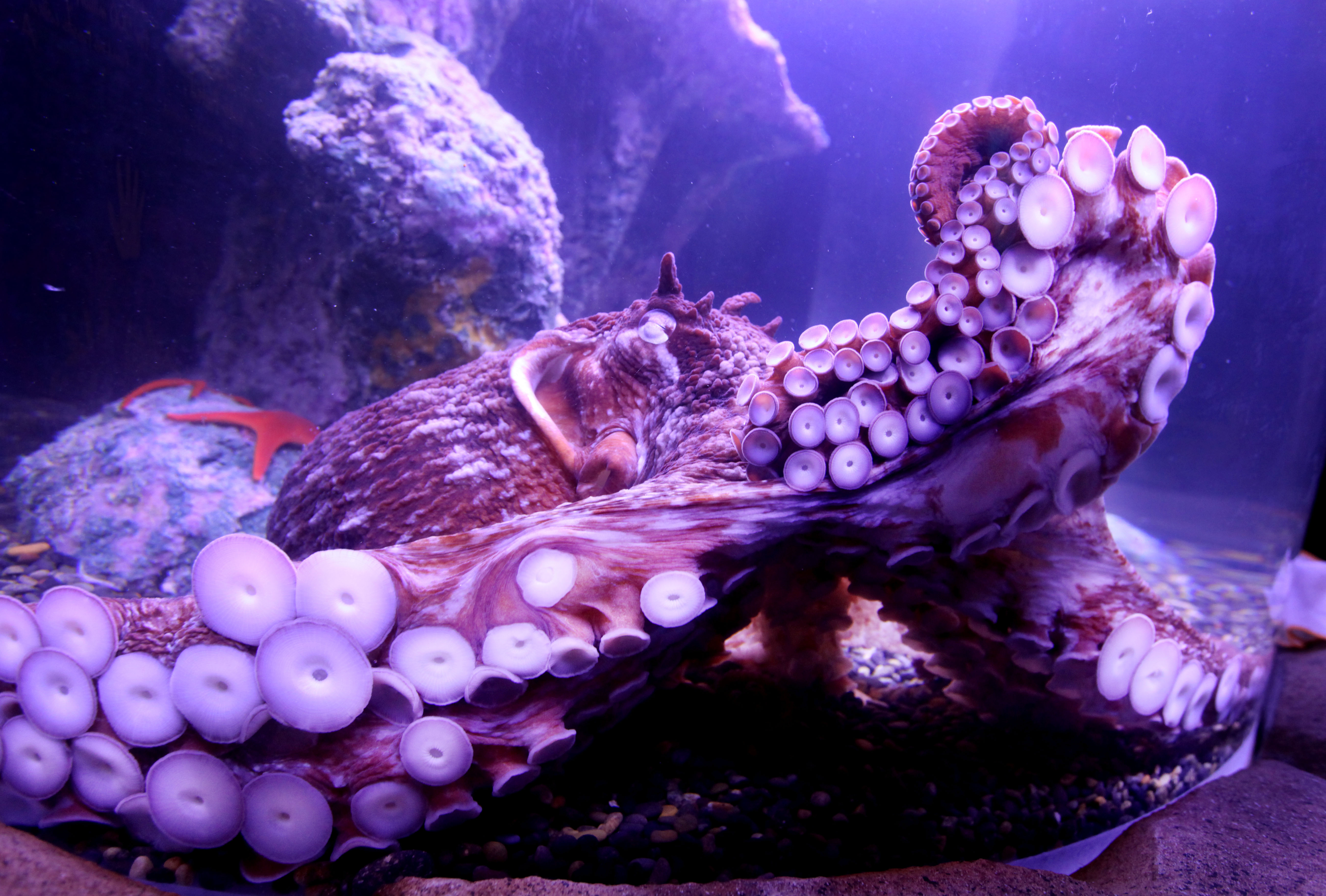 Win A Four Pack Of Passes To The New Octopus Garden At Sea Life - cravedfw