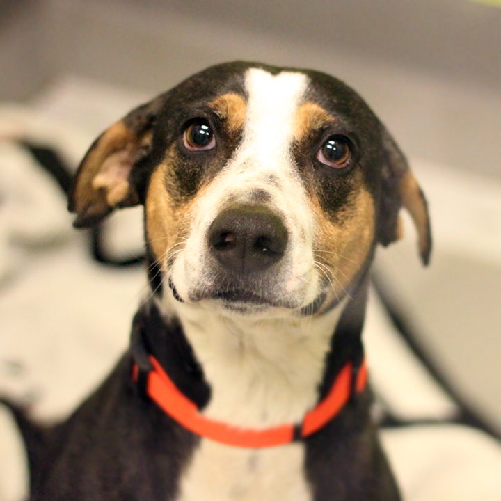 Texas SPCA Pets of the Week - cravedfw