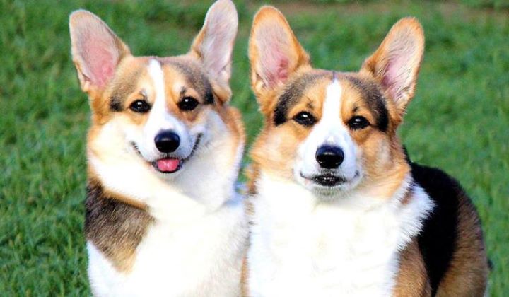 Santa Paws Heads To Mutts For Holiday Photos - cravedfw