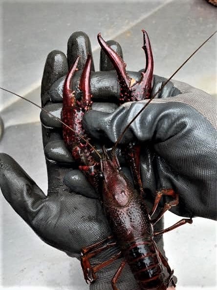 Review: Shell Shack For Crabs, Shrimp, Crawfish and More - cravedfw