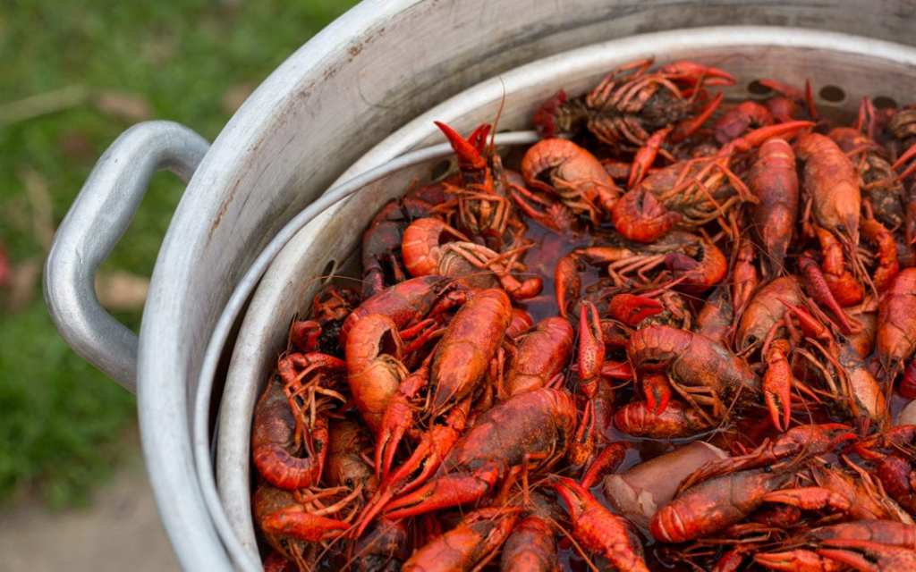 What North Texans can Expect from the 2026 Crawfish Season - cravedfw